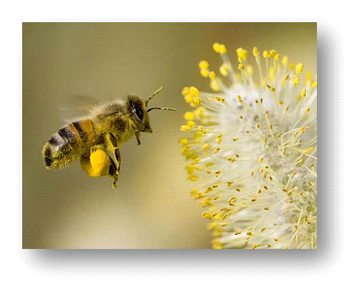 Produsele stupului - Centrul de Apiterapie